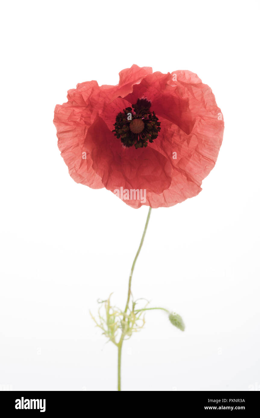 Three red poppies isolated on white background Stock Photo - Alamy