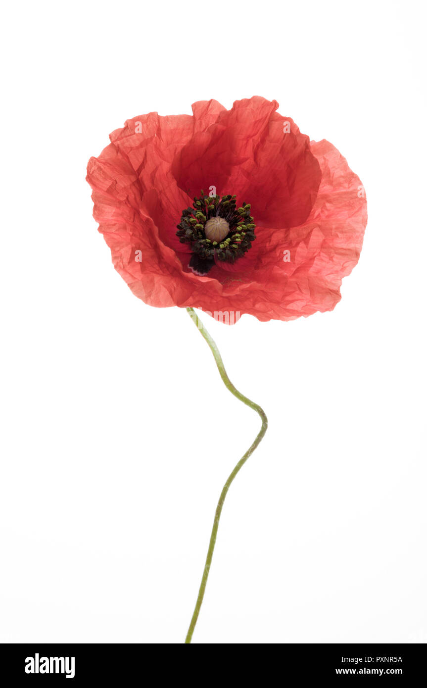 Three red poppies isolated on white background Stock Photo - Alamy