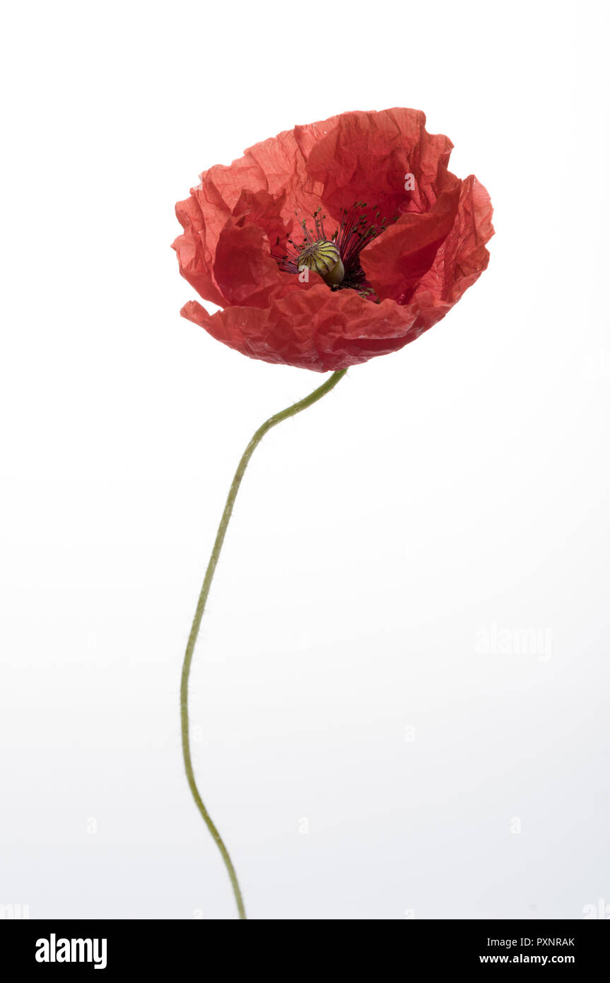 Three red poppies isolated on white background Stock Photo - Alamy