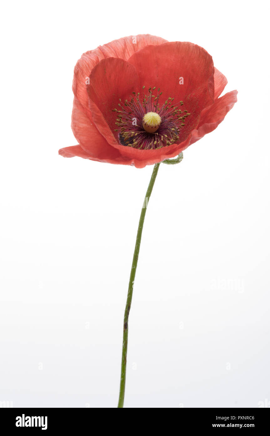 Three red poppies isolated on white background Stock Photo - Alamy