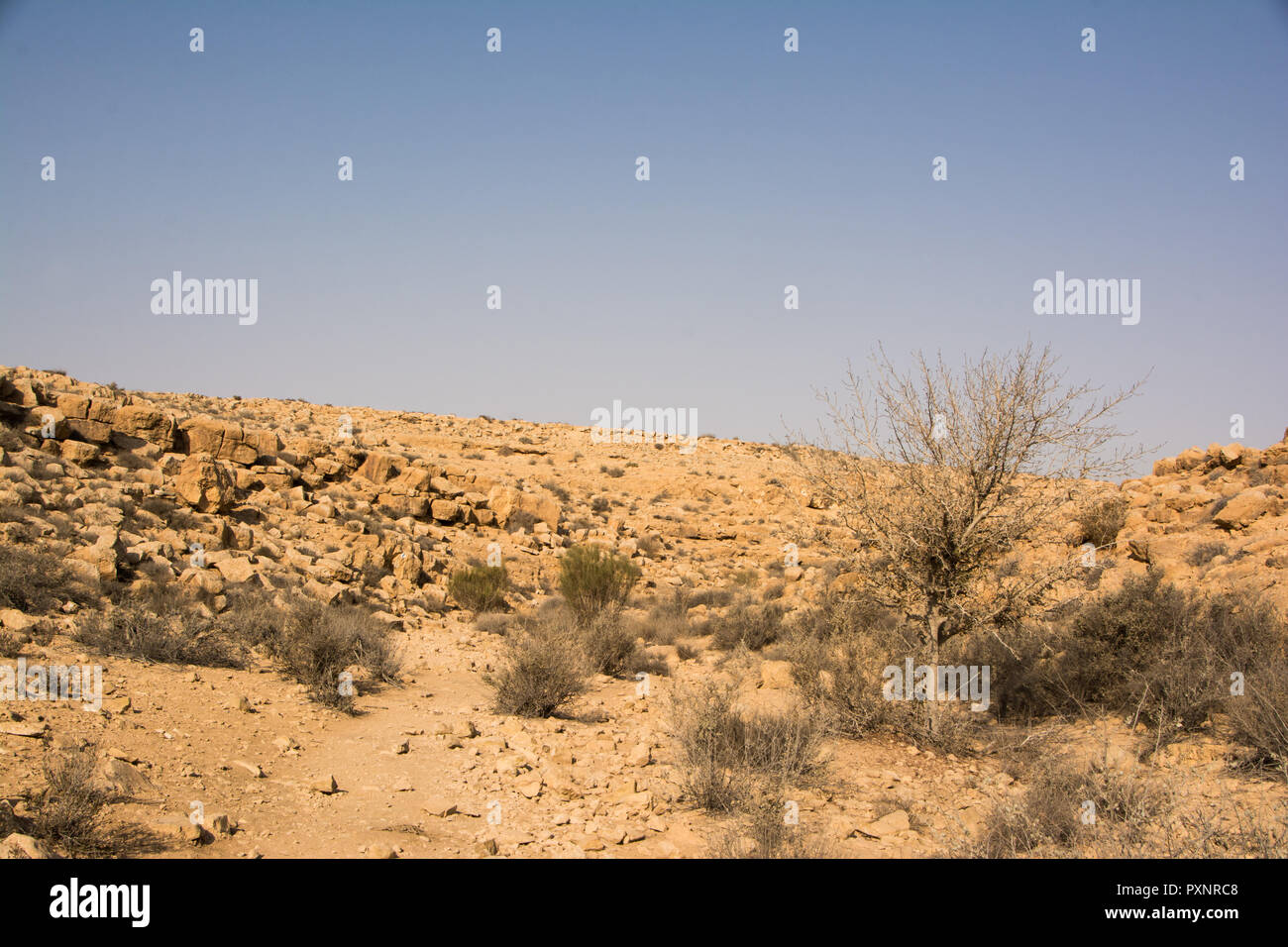 Israel landscape desert tree hi-res stock photography and images - Alamy