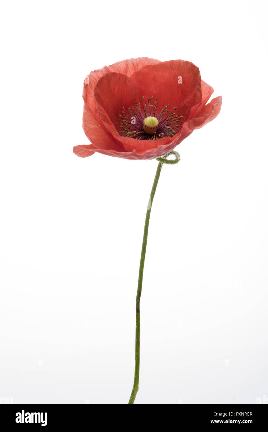 Three red poppies isolated on white background Stock Photo - Alamy