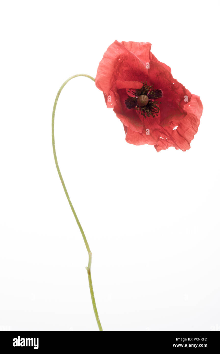 Three red poppies isolated on white background Stock Photo - Alamy