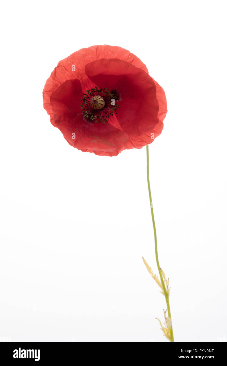 Three red poppies isolated on white background Stock Photo - Alamy