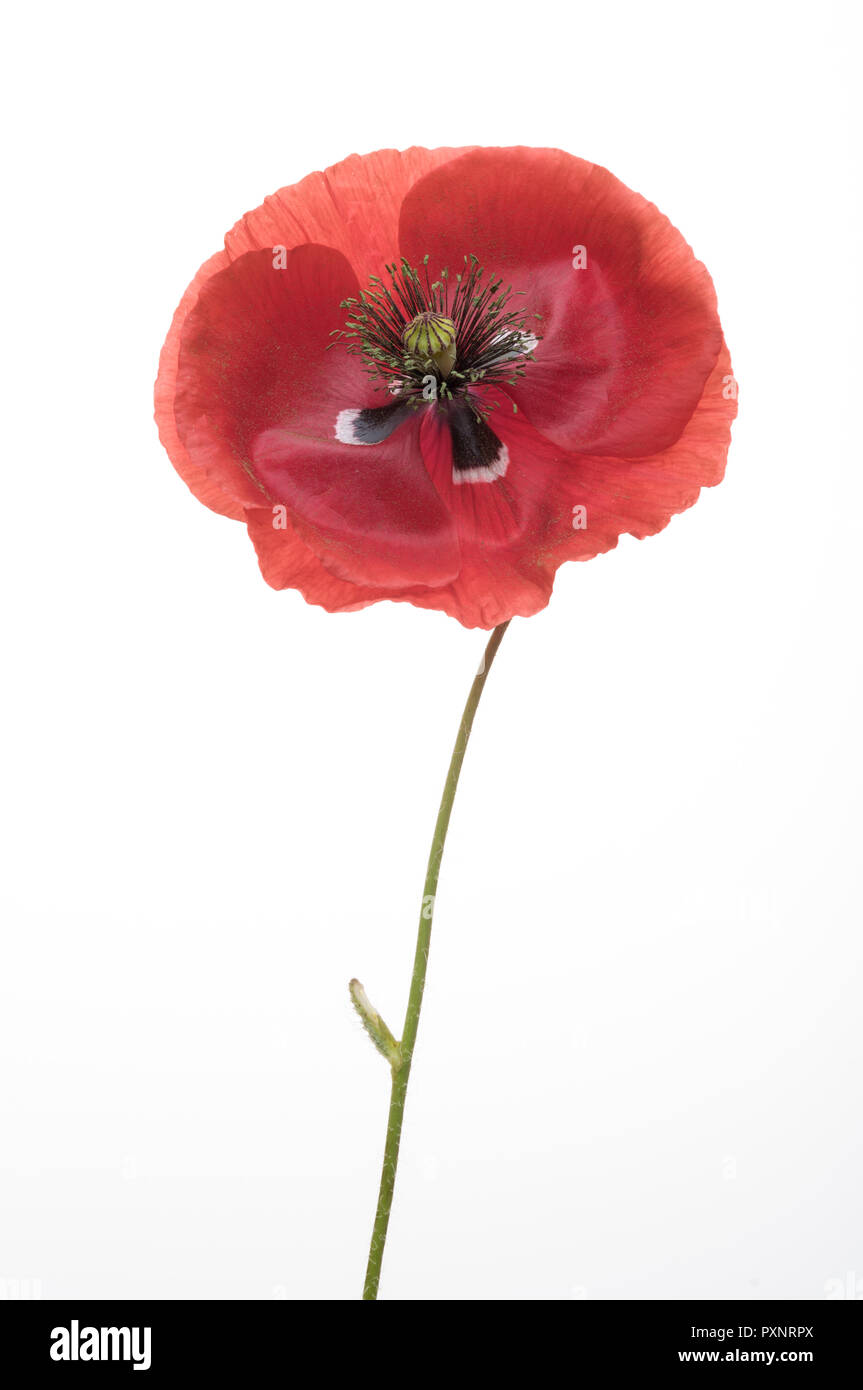 Three red poppies isolated on white background Stock Photo - Alamy
