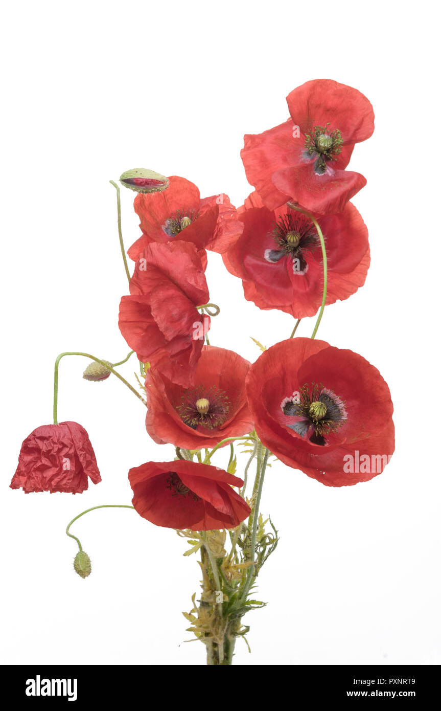 Three red poppies isolated on white background Stock Photo - Alamy