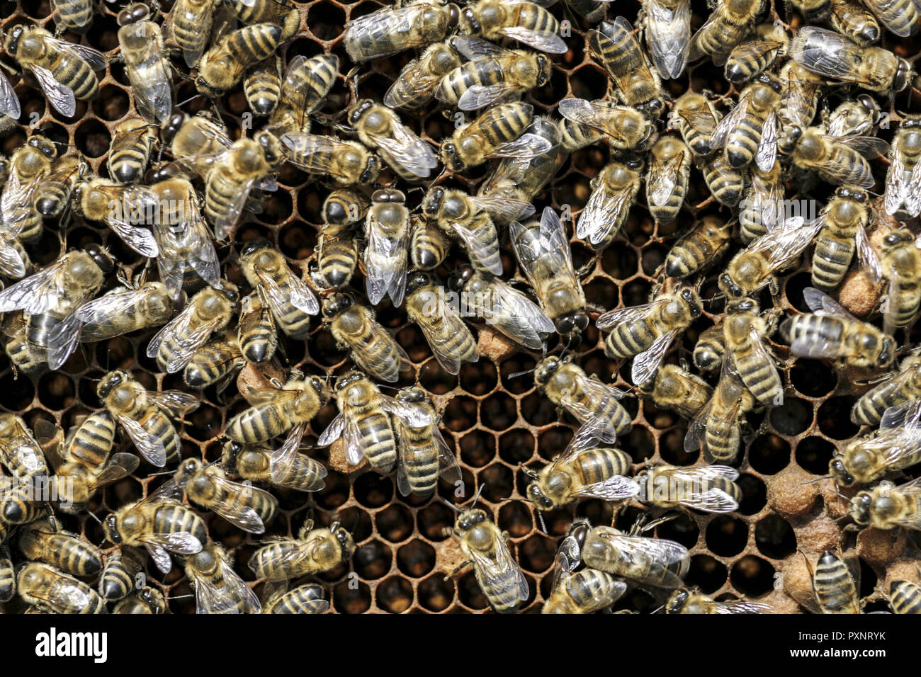 Bees, Apis Mellifera Stock Photo - Alamy