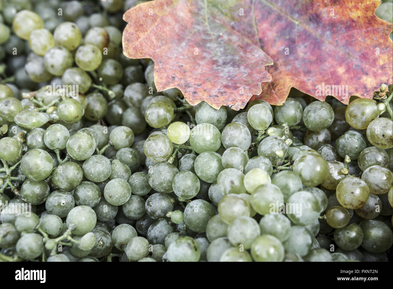 White grapes in a plastic box Stock Photo - Alamy