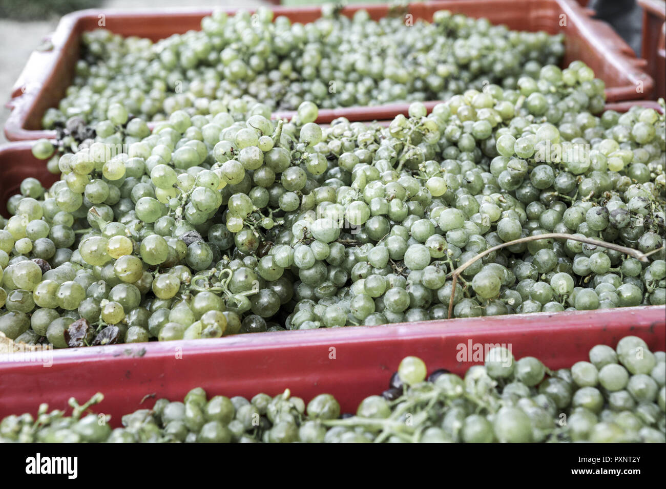 White grapes in a plastic box Stock Photo - Alamy