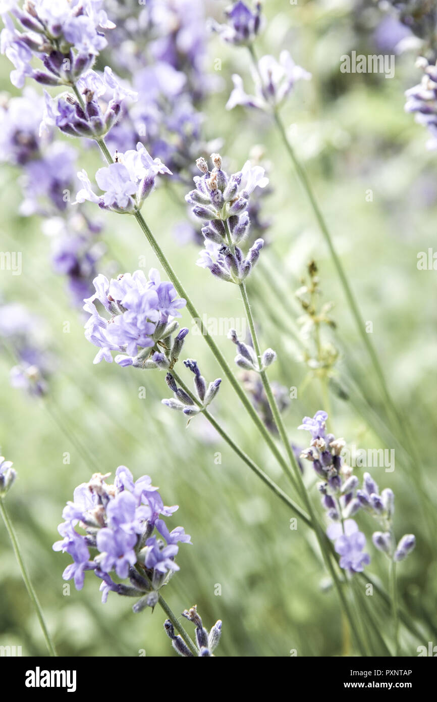 Lavender close up hi-res stock photography and images - Alamy