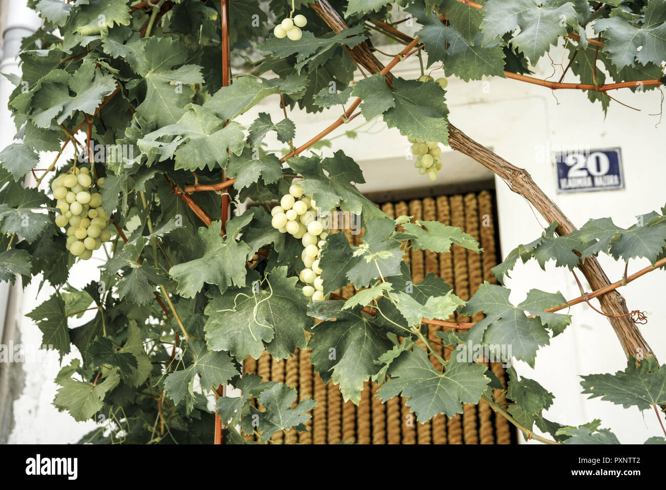 Krk croatia wine hi-res stock photography and images - Alamy