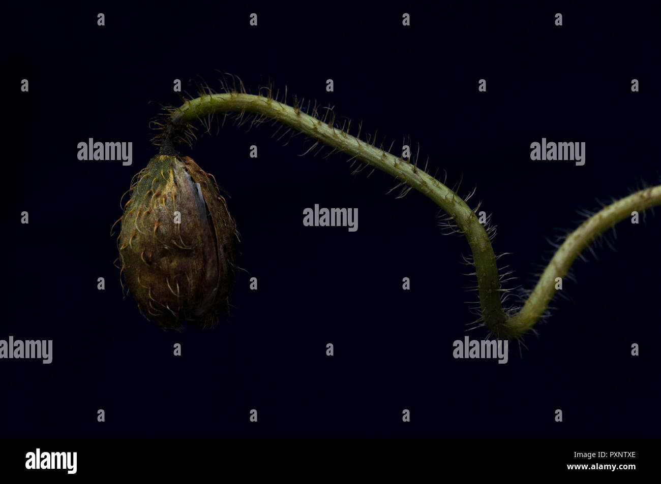 Red flame poppy hi-res stock photography and images - Alamy