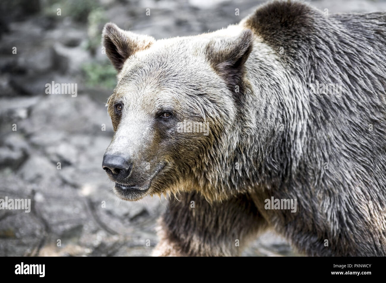 Slovakia beer hi-res stock photography and images - Alamy