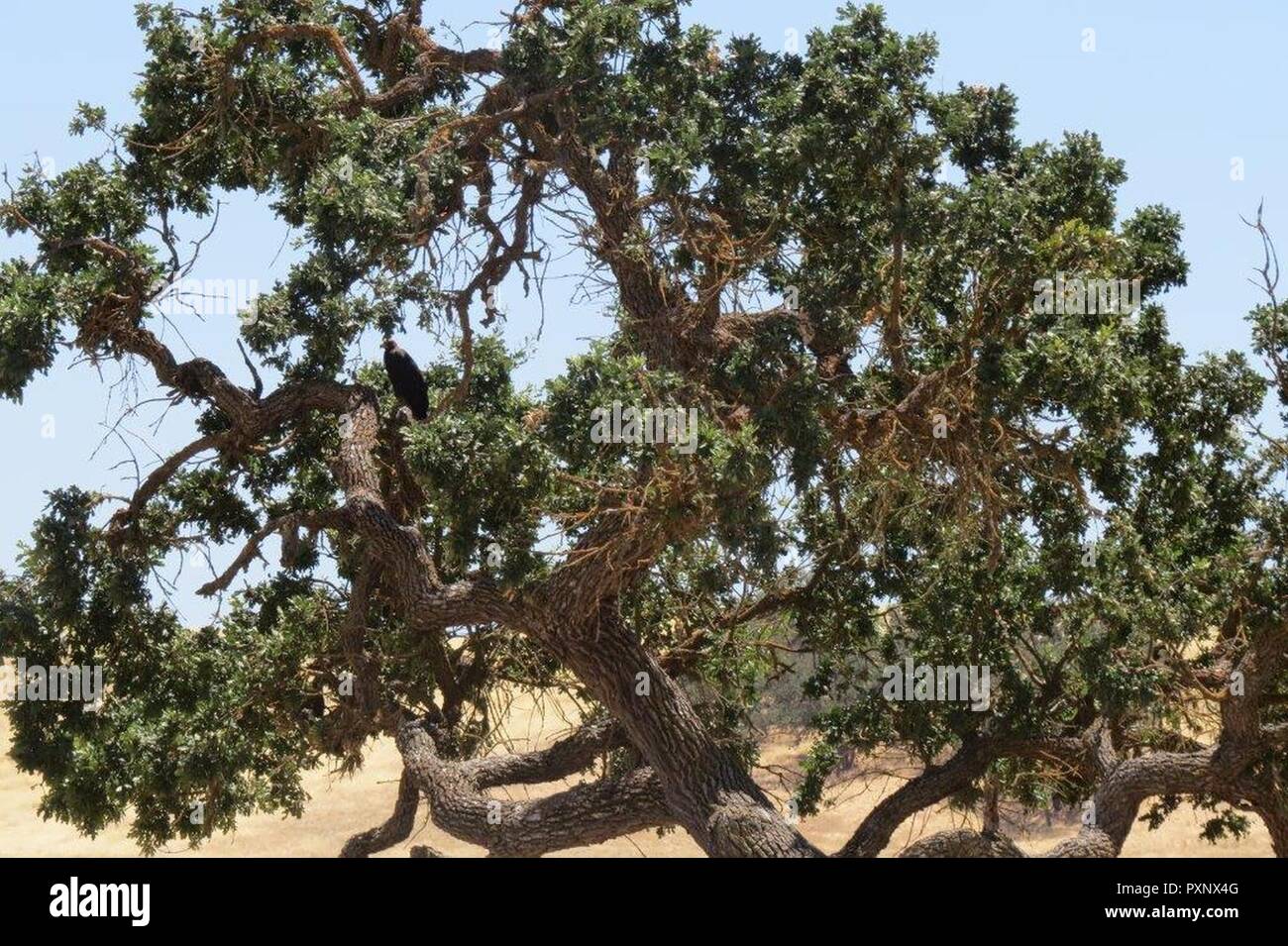 A juvenile golden eagle is seen here in an oak tree on Camp Roberts ...