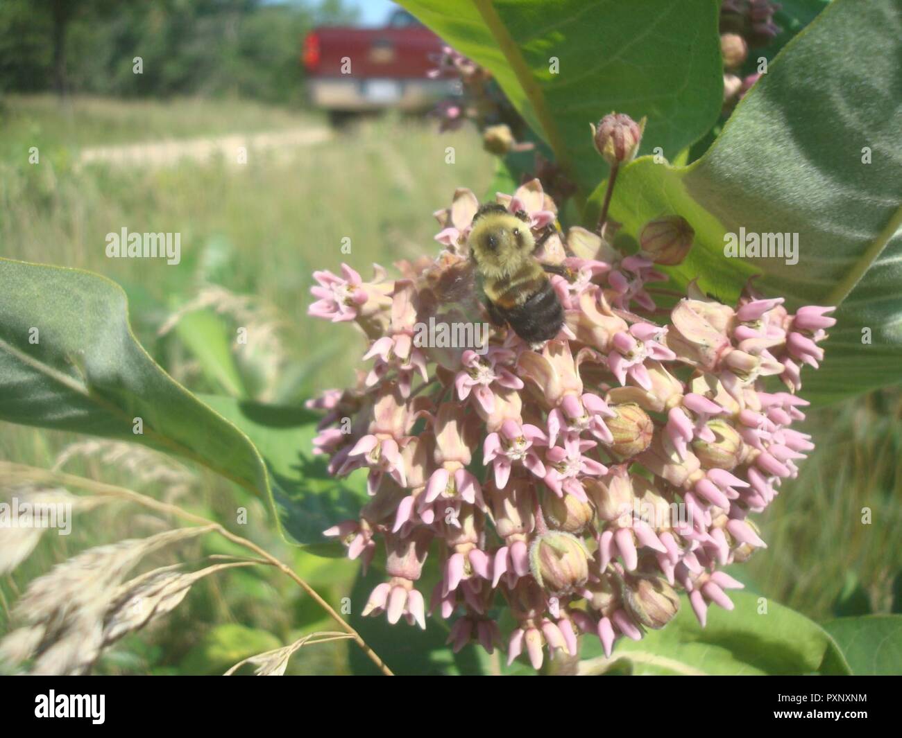 A rusty patched bumblebee is shown in a photo taken by Fort McCoy ...