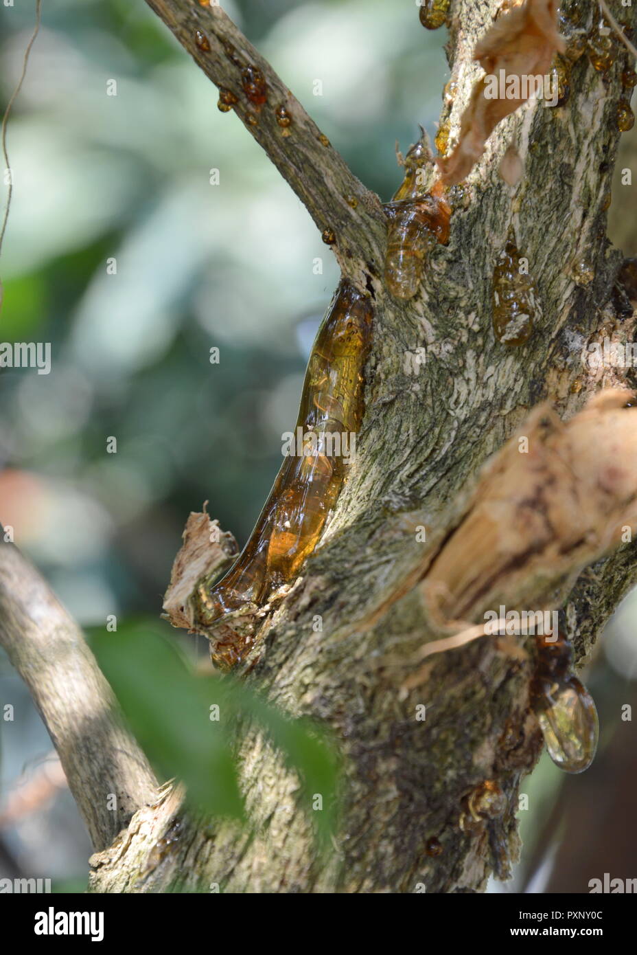 resin flow on tree in park Stock Photo - Alamy