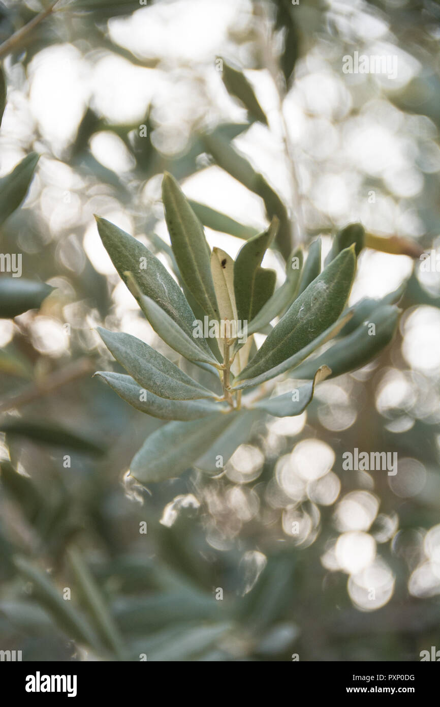 Olive branches in the sunset, Jerusalem, Israel. Blurry Background ...