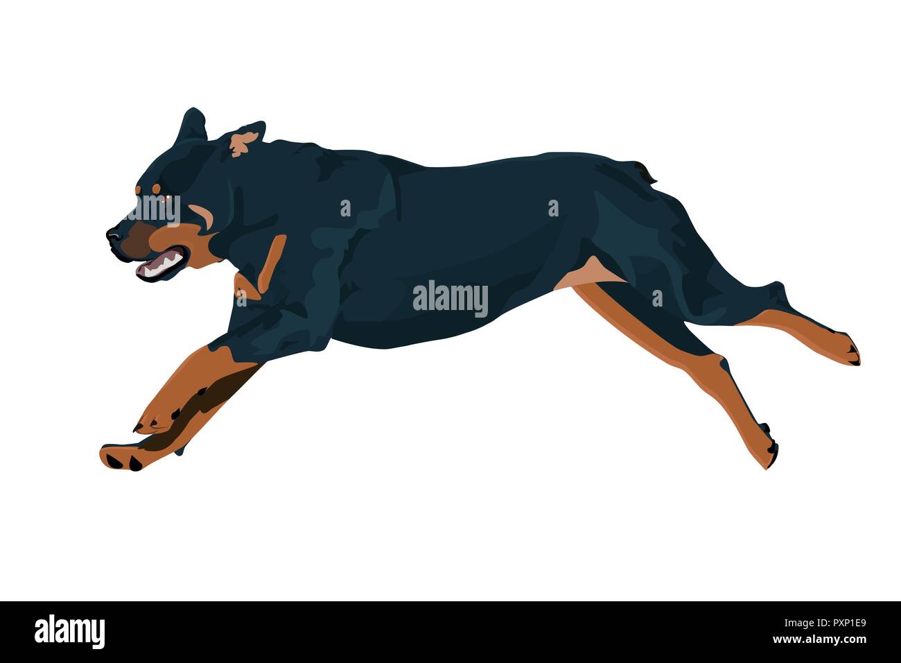 Rottweiler dog runs during the training. Dog vector illustration ...