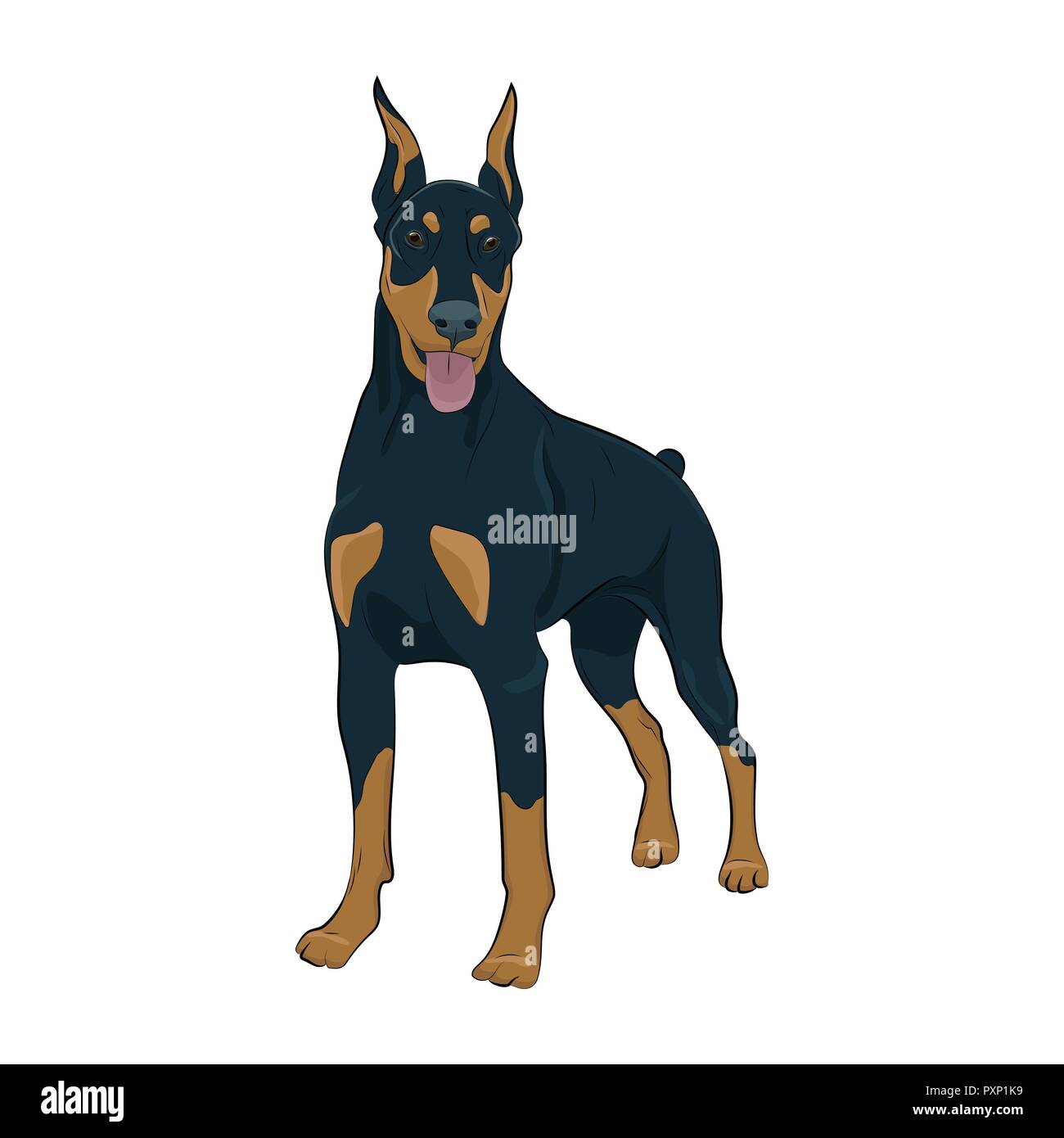 Dobermann standing panting tongue hi-res stock photography and images ...