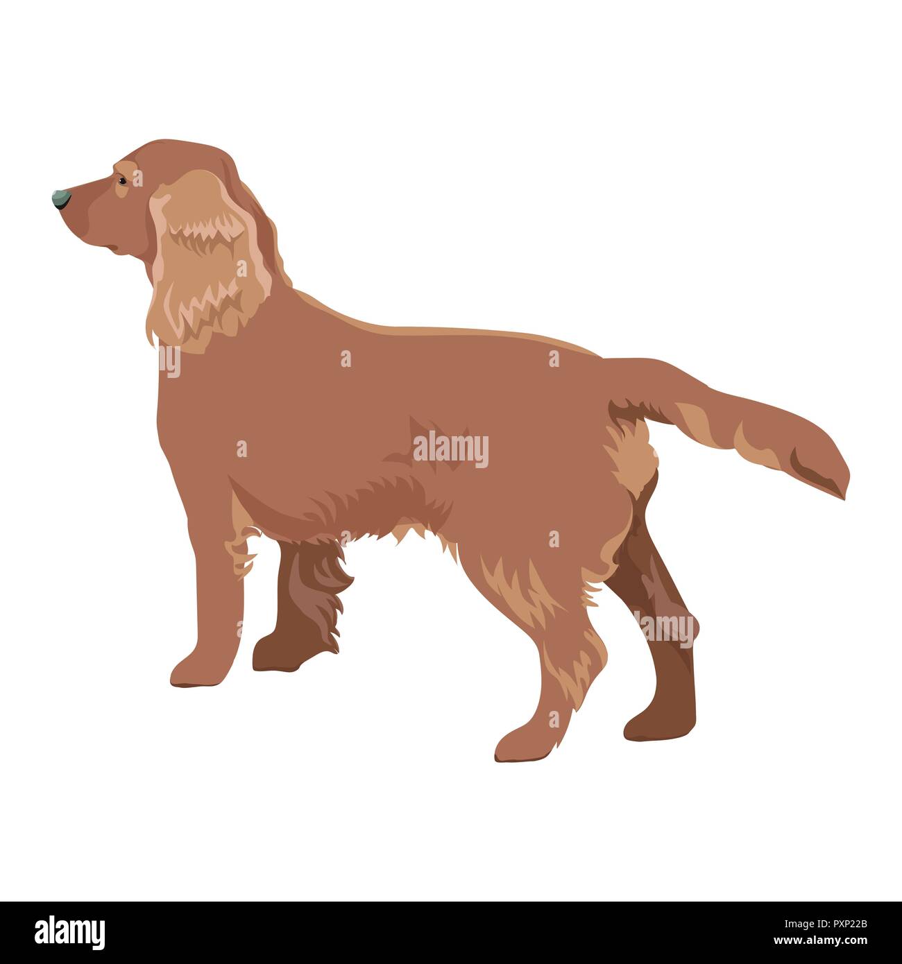 Cocker spaniel isolated on white background. Side view of english ...