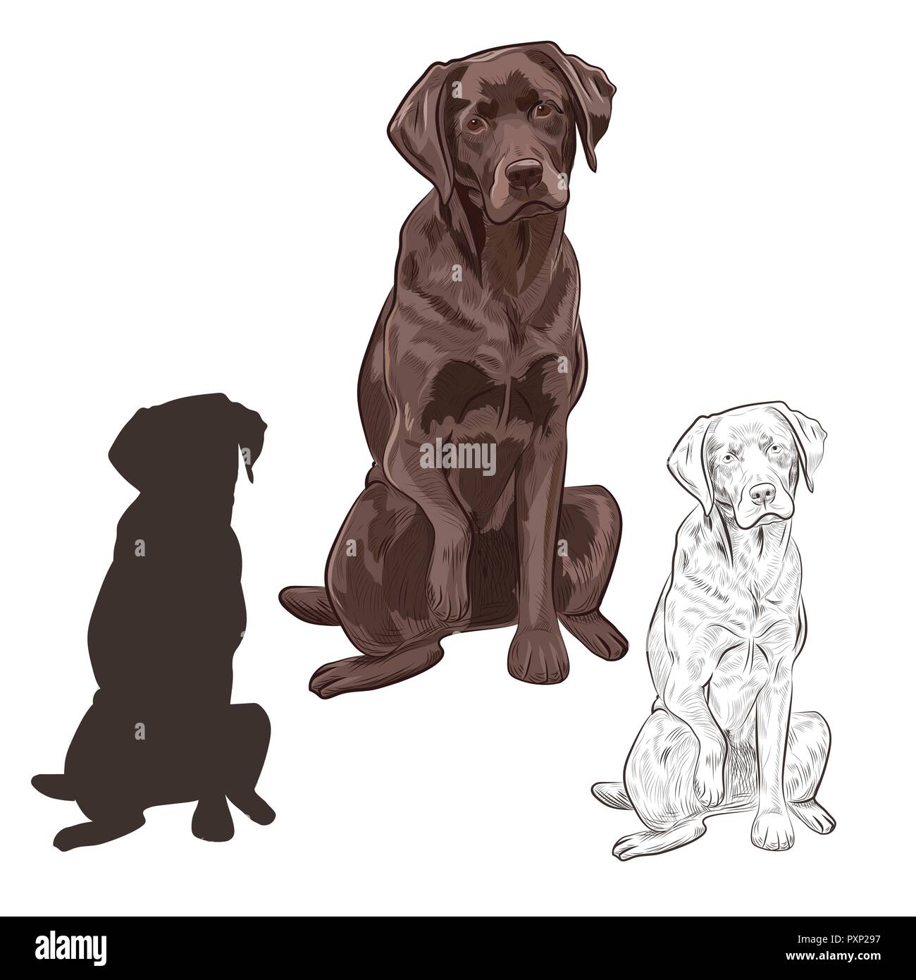 Brown labrador dog Stock Vector Images - Alamy