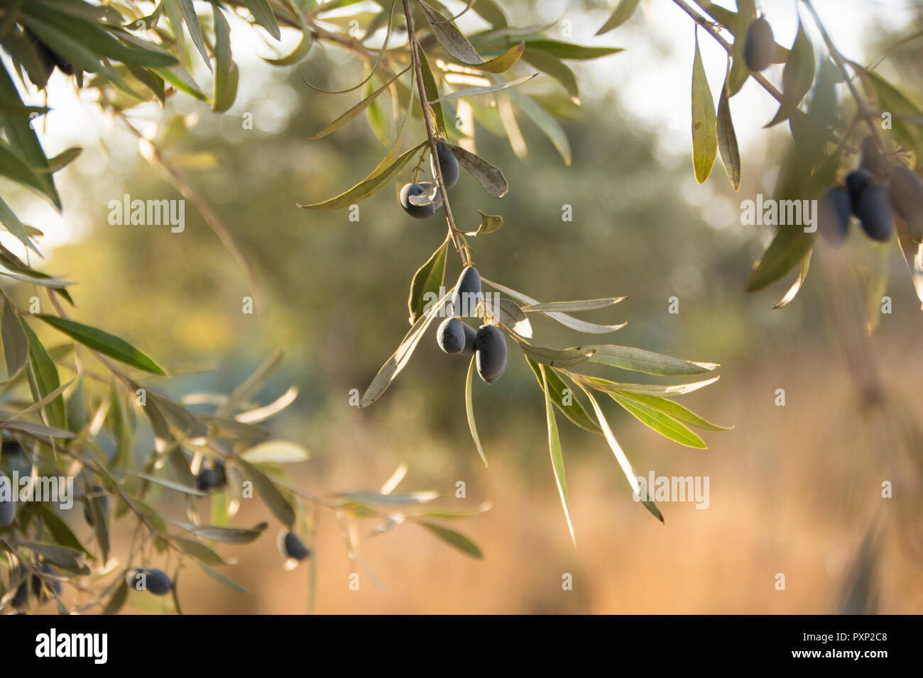 Olive branches in the sunset, Jerusalem, Israel. Blurry Background ...