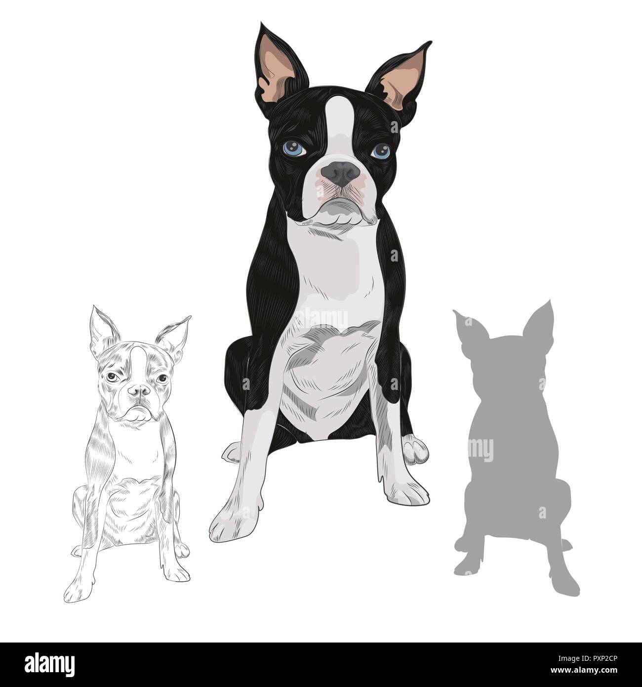 Boston Terrier Drawing