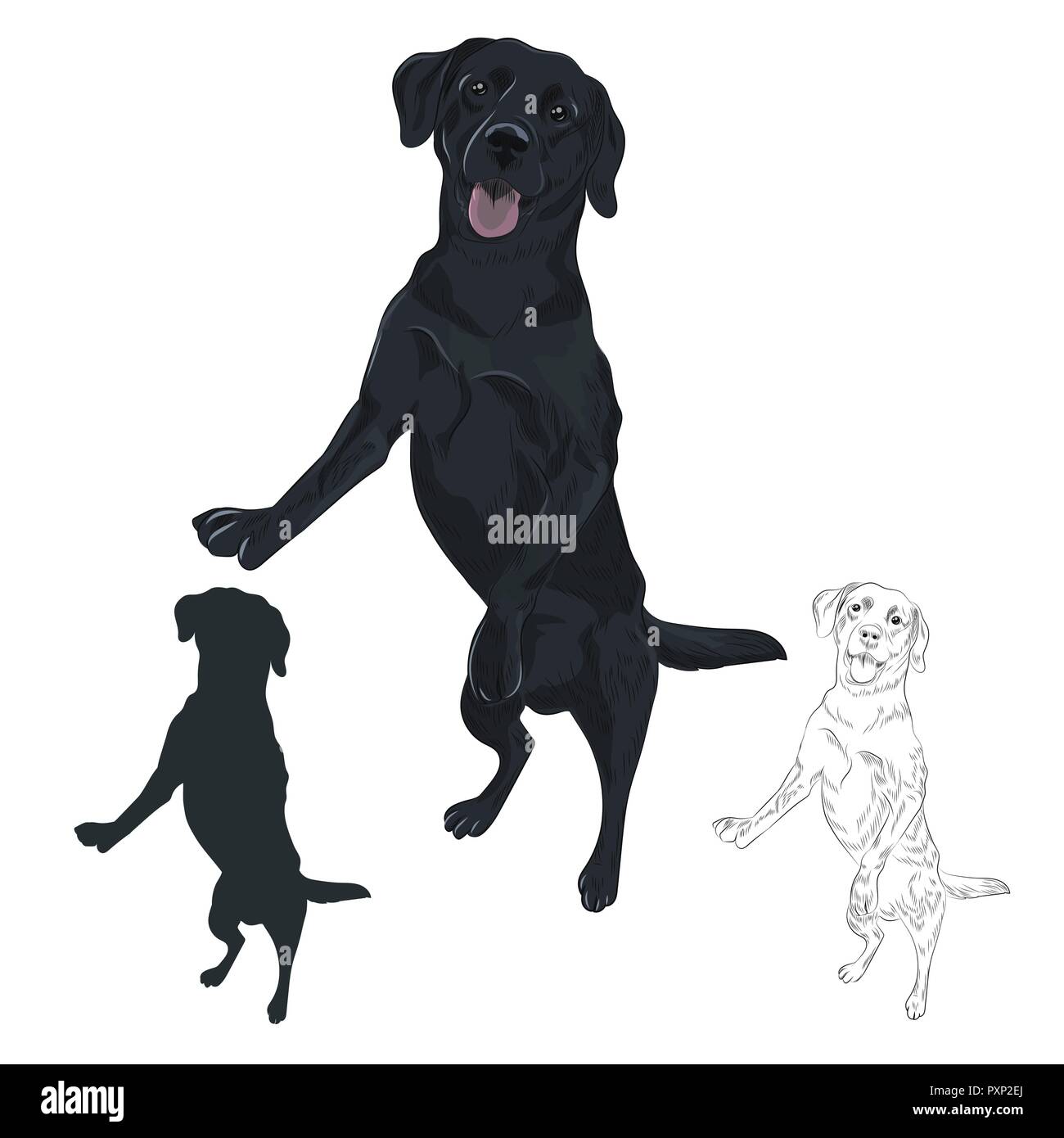 Black labrador dog jumping isolated on white background. Playful ...