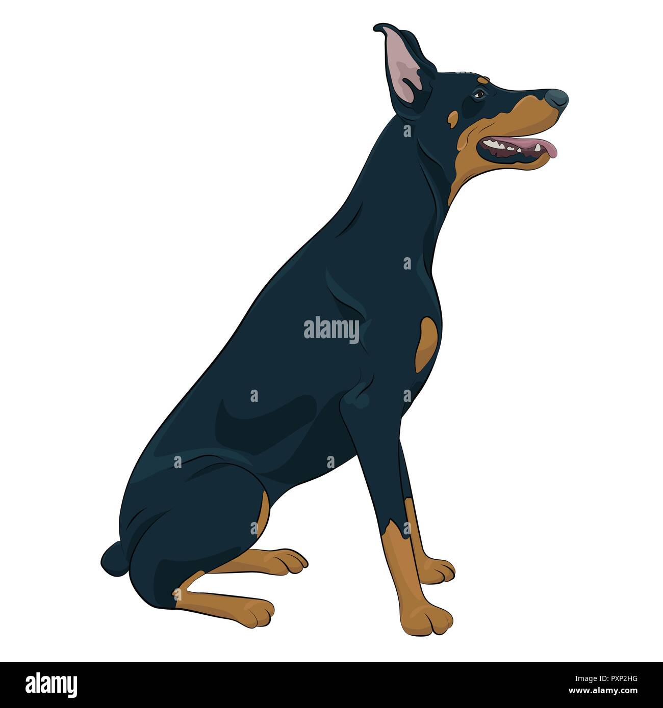 Dobermann sitting and panting with tongue out. Watchdog for your design ...