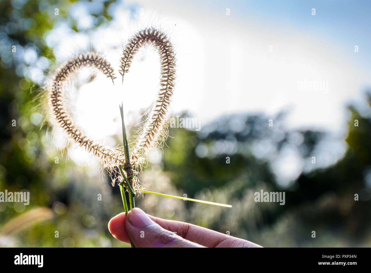The shape of the grass hi-res stock photography and images - Alamy