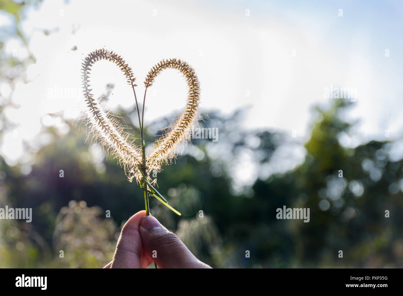heart shape from the grass Stock Photo - Alamy