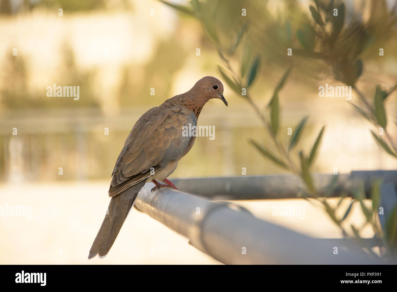 Birds sitting on rail hi-res stock photography and images - Alamy