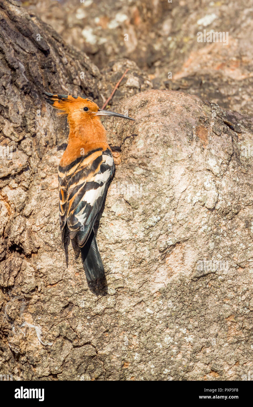 African hoopoe in Kruger National park, South Africa ; Specie Upupa ...