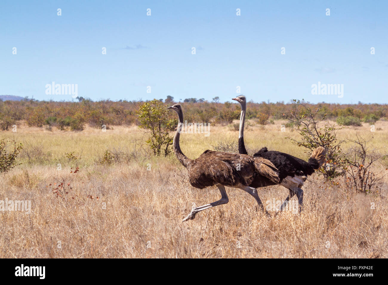 African Ostrich in Kruger National park, South Africa ; Specie Struthio ...