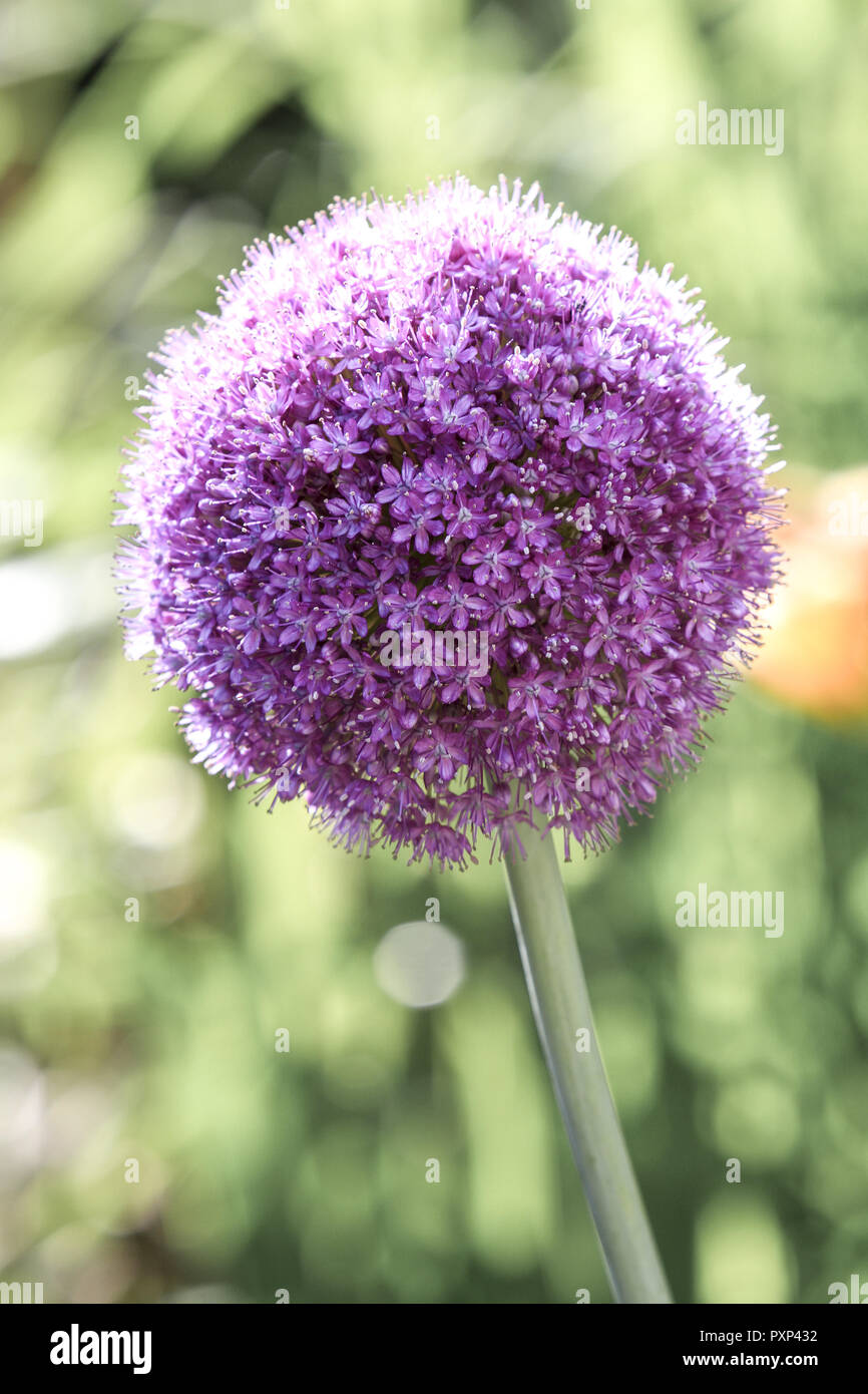 Allium Nigrum Allium Nigrum High Resolution Stock Photography and ...