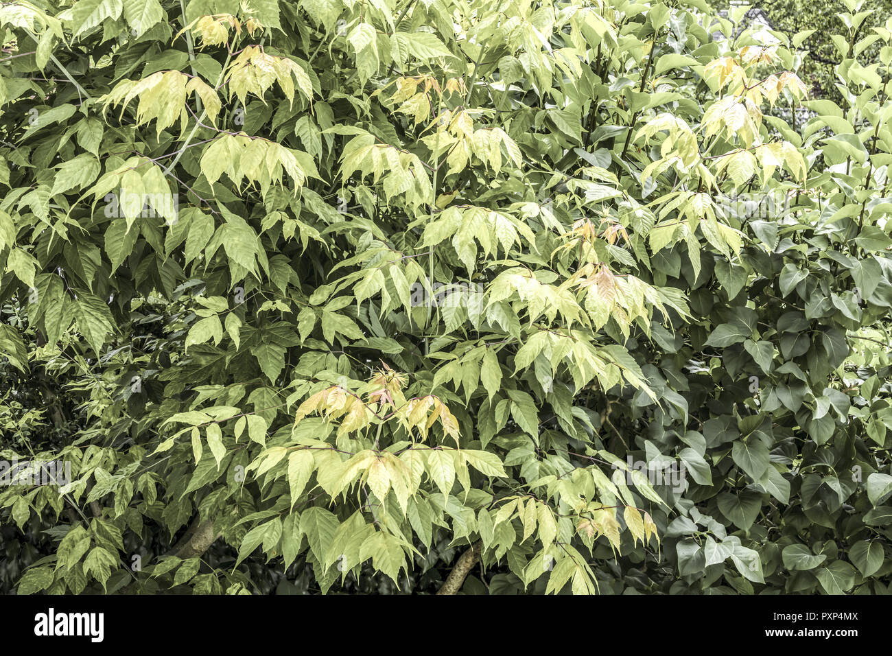 Ash maple Flamingo (Acer negundo Flamingo Stock Photo - Alamy