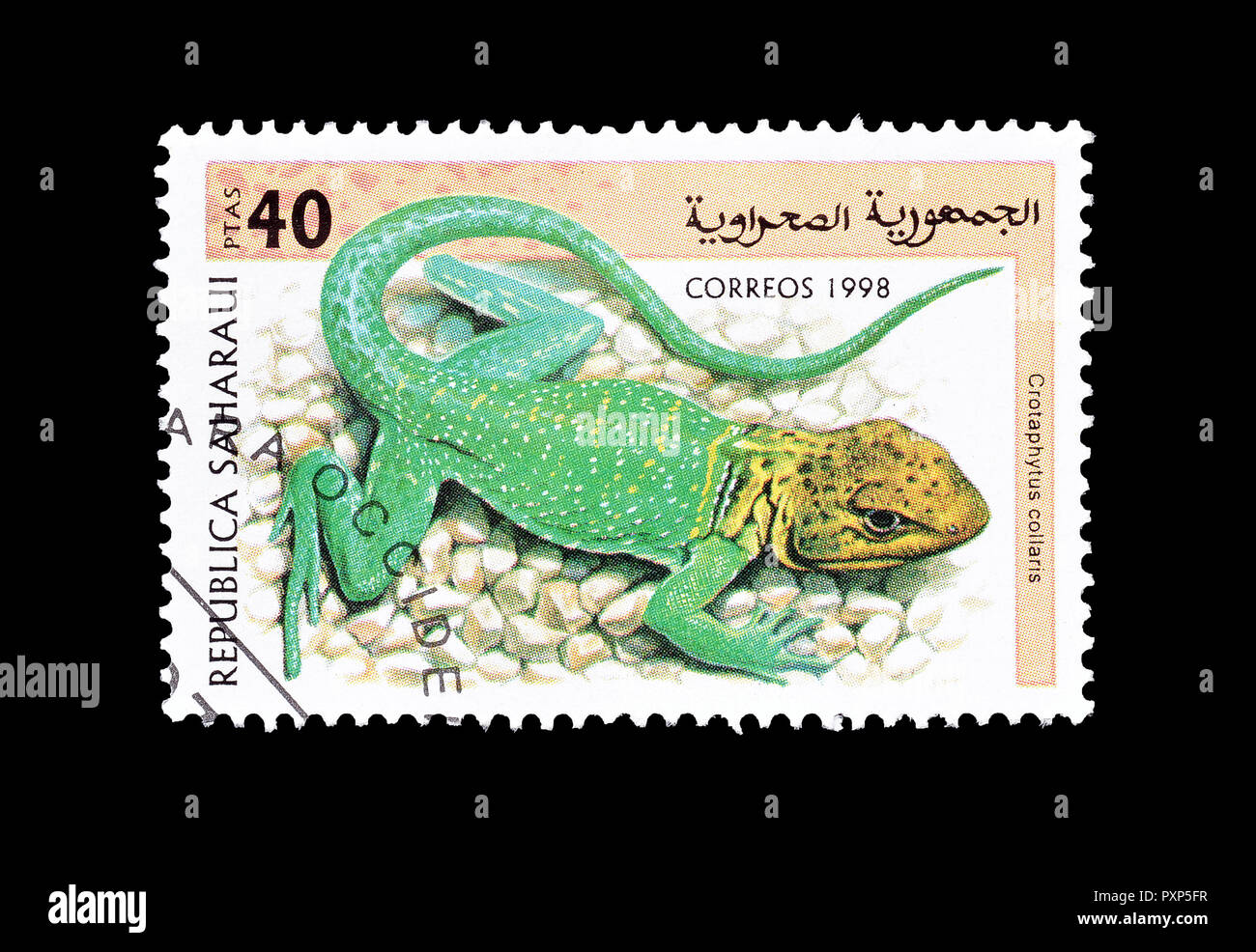 Cancelled postage stamp printed by Sahara, that shows eastern collared ...