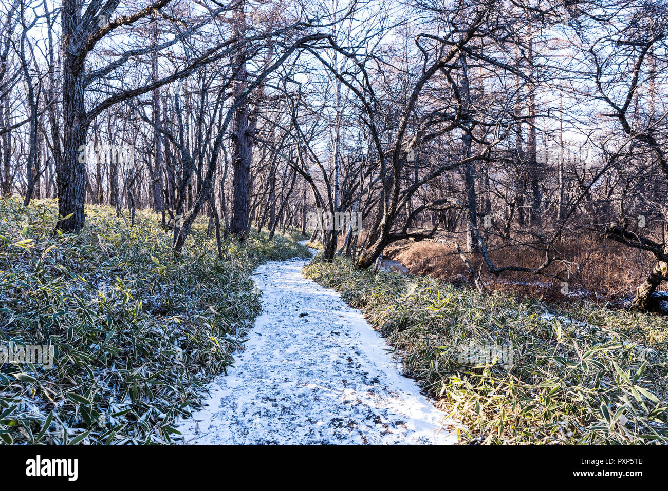 Walk way in snow Stock Photo - Alamy