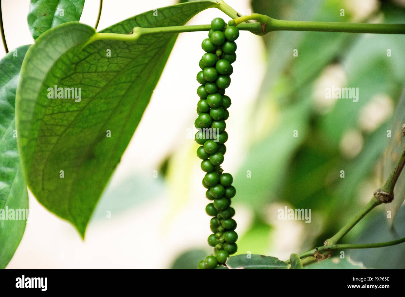Piper nigrum or pepper on tree branch at outdoor of ranch vegetable ...