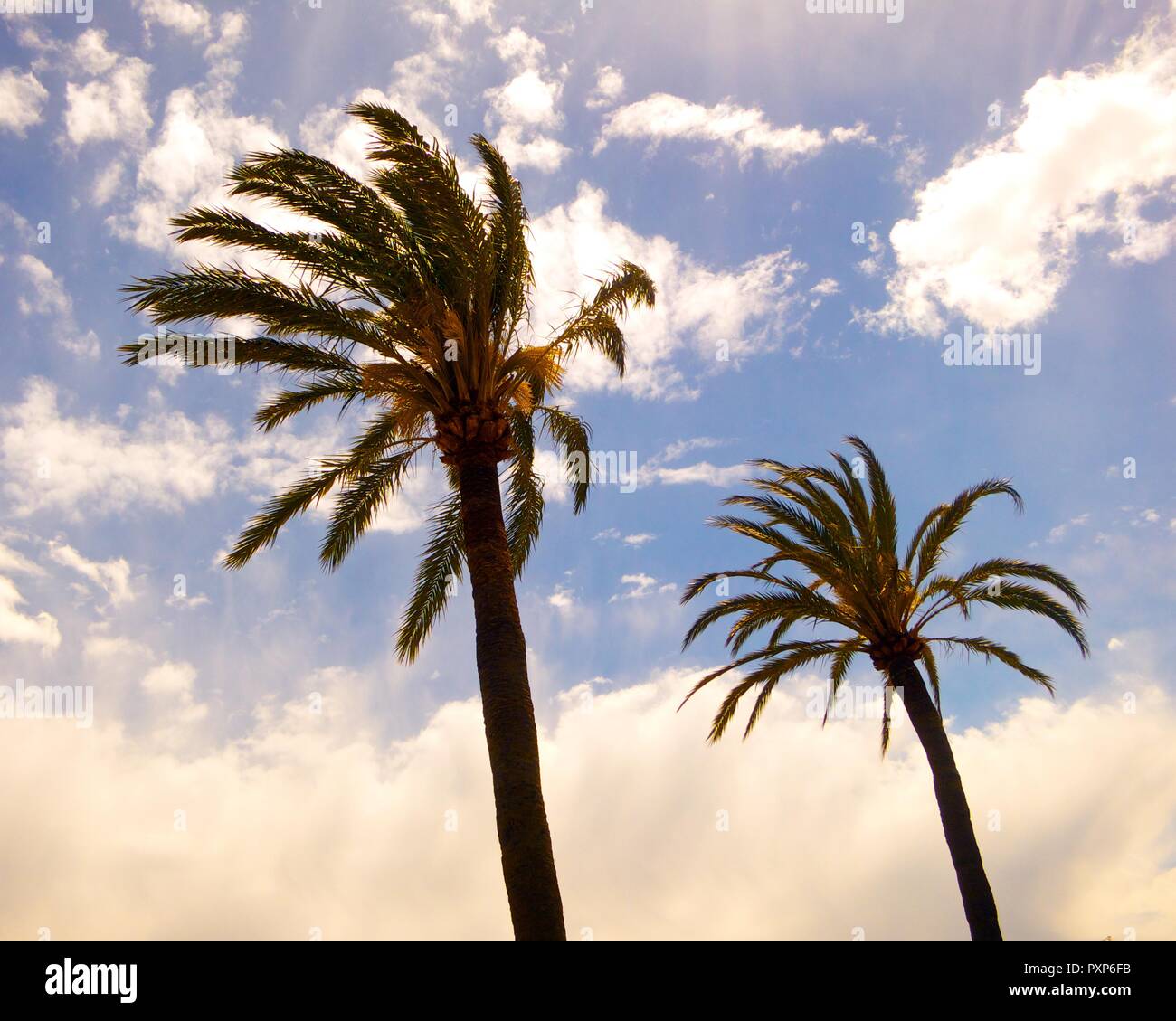 Hurricane tropical storm palm trees hi-res stock photography and images - Alamy