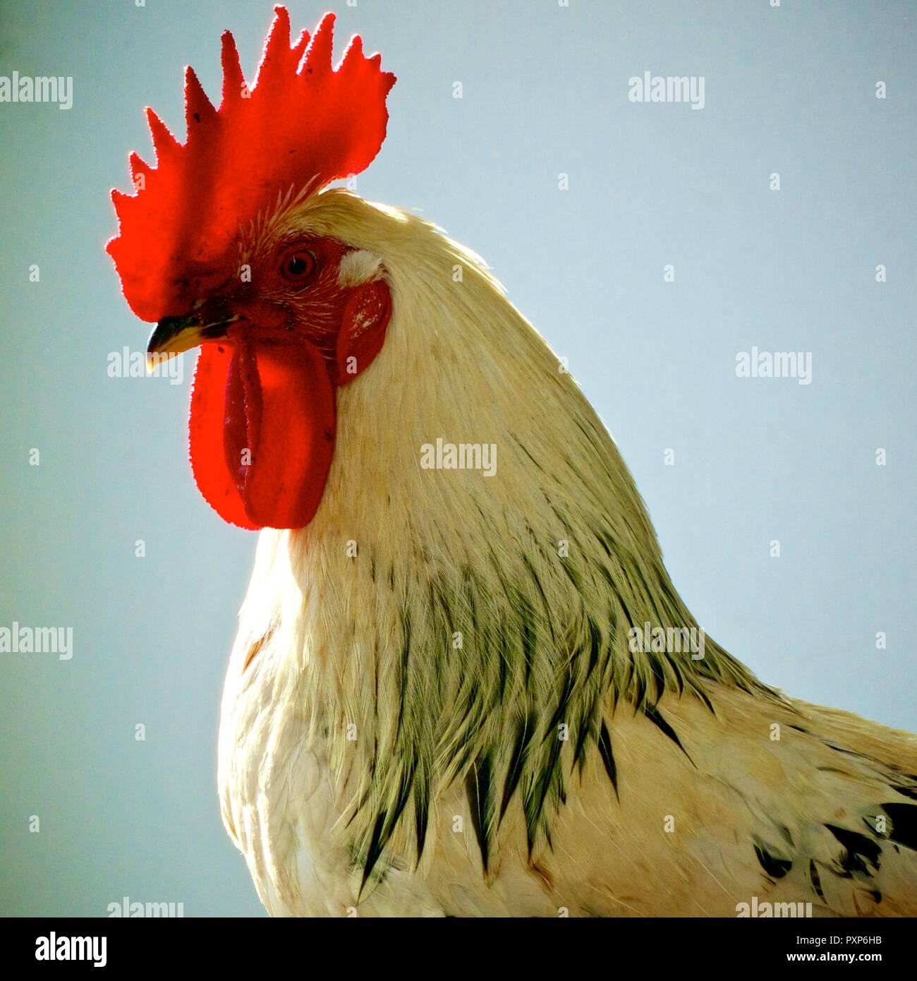Head of cockerel in profile Stock Photo - Alamy