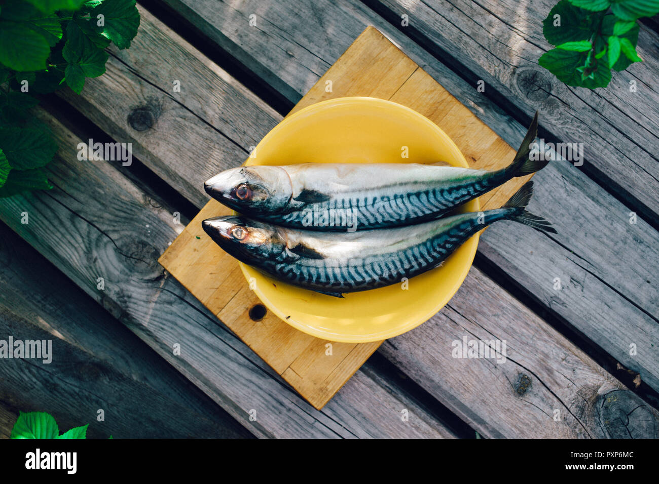 Two fish tails hi-res stock photography and images - Alamy