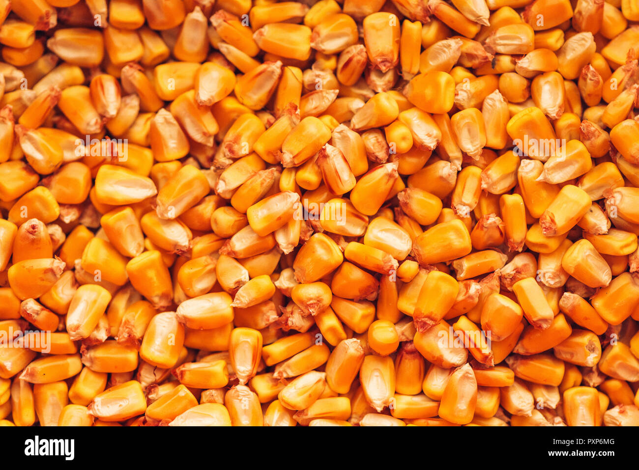 Corn seed kernels heap after harvest, seen from above Stock Photo - Alamy