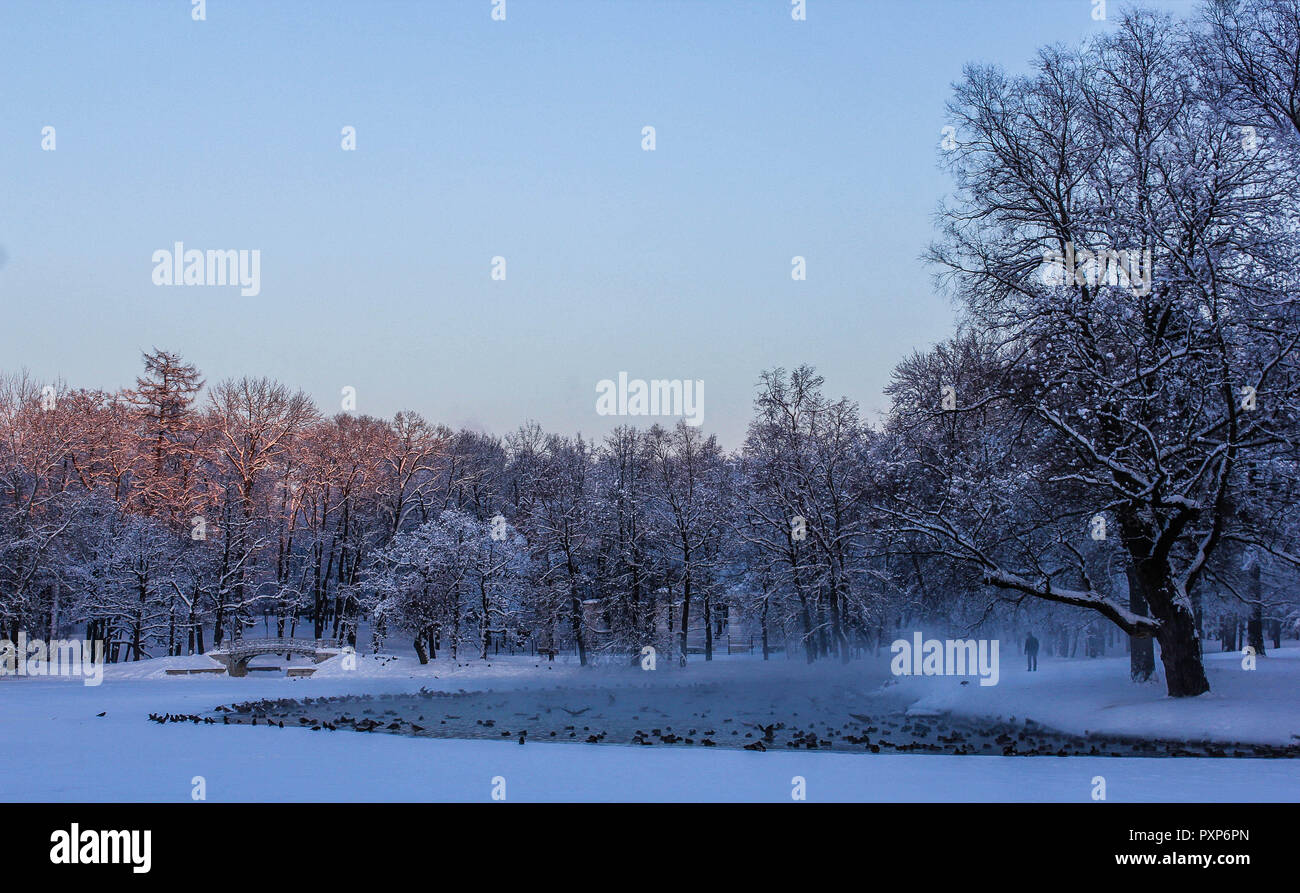 Evening frosty winter park. Morning frost. Winter snow fairy tale Stock ...