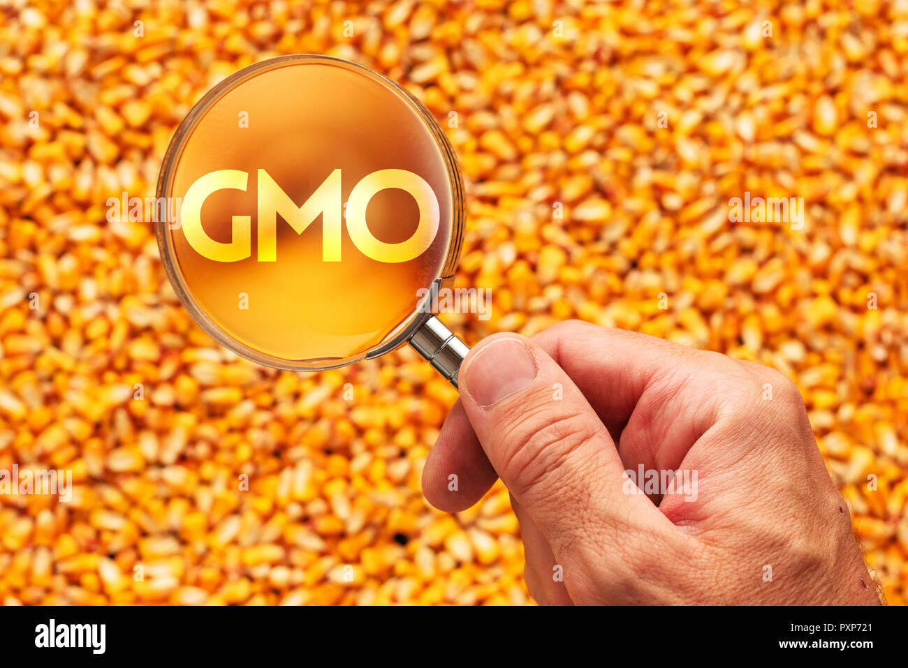 Scientist inspecting corn seed for GMO with magnifying glass Stock ...