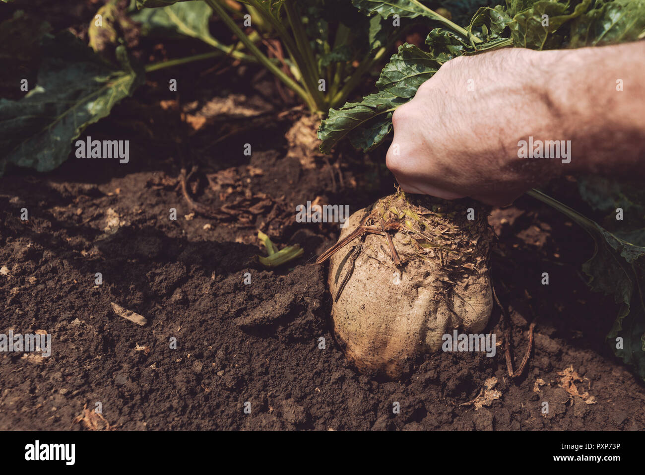 Farmer extracting organically grown sugar beet root crop from the ...