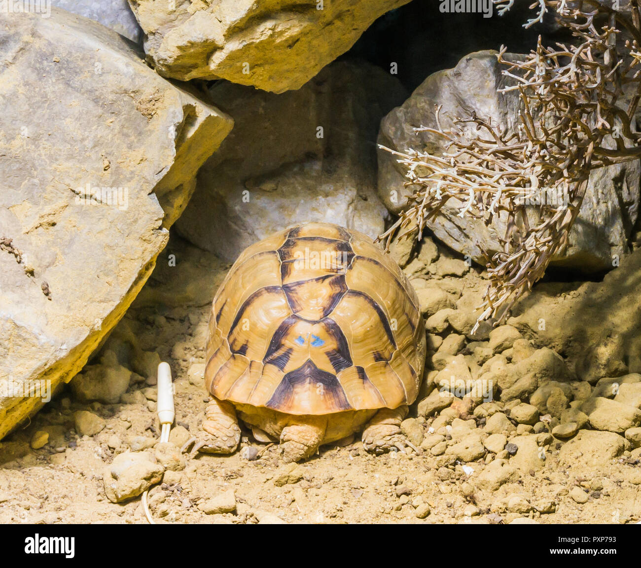 Egyptian tortoise turtle hi-res stock photography and images - Alamy