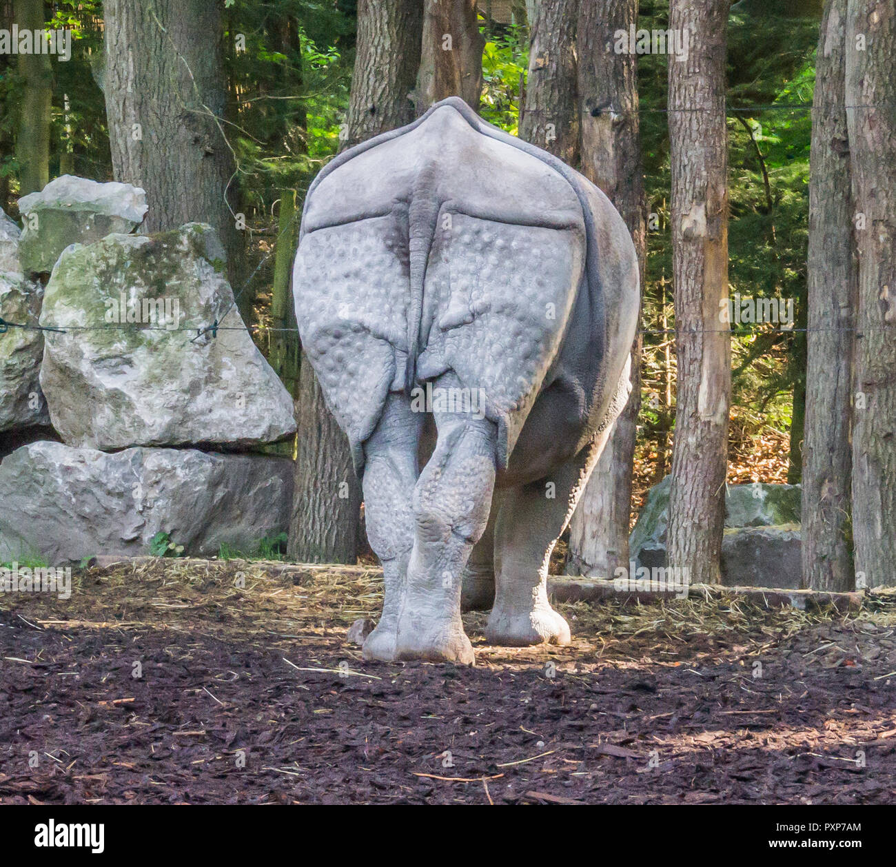Indian rhino from the back view on his rear and tail with a forest ...