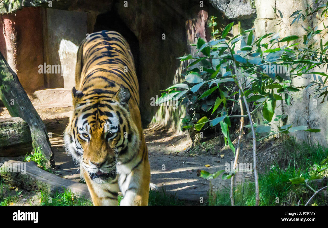 dangerous predator tiger walking wildlife animal portrait Stock Photo ...