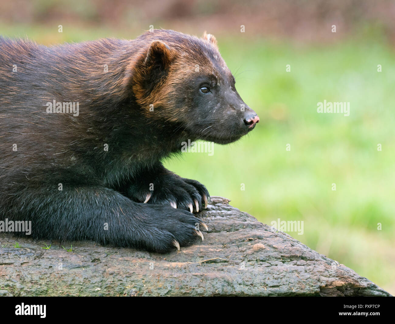 Wolverine Gulo gulo Captive Stock Photo - Alamy